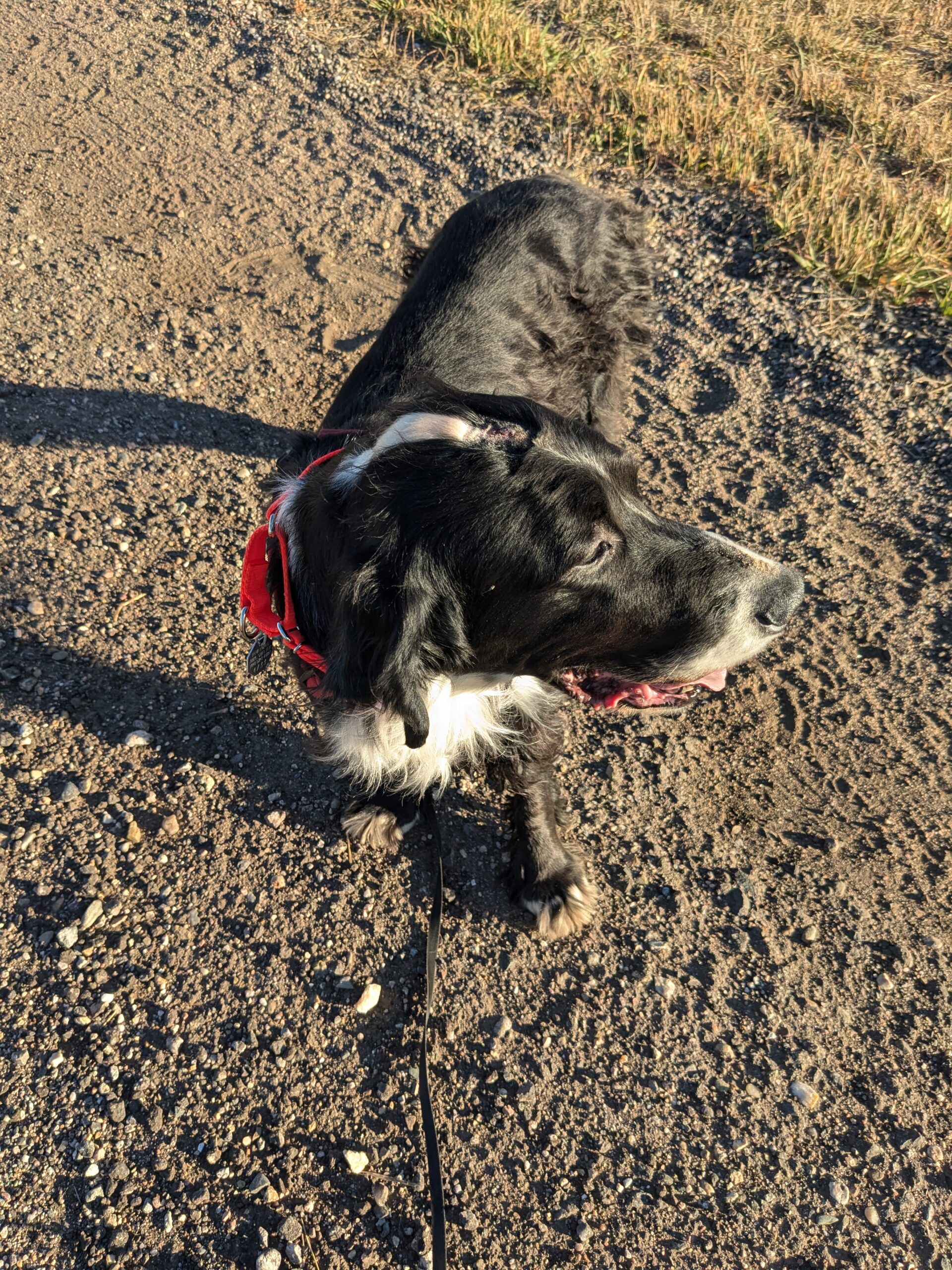 Dustin (now Farley) - Southwest English Setter Rescue
